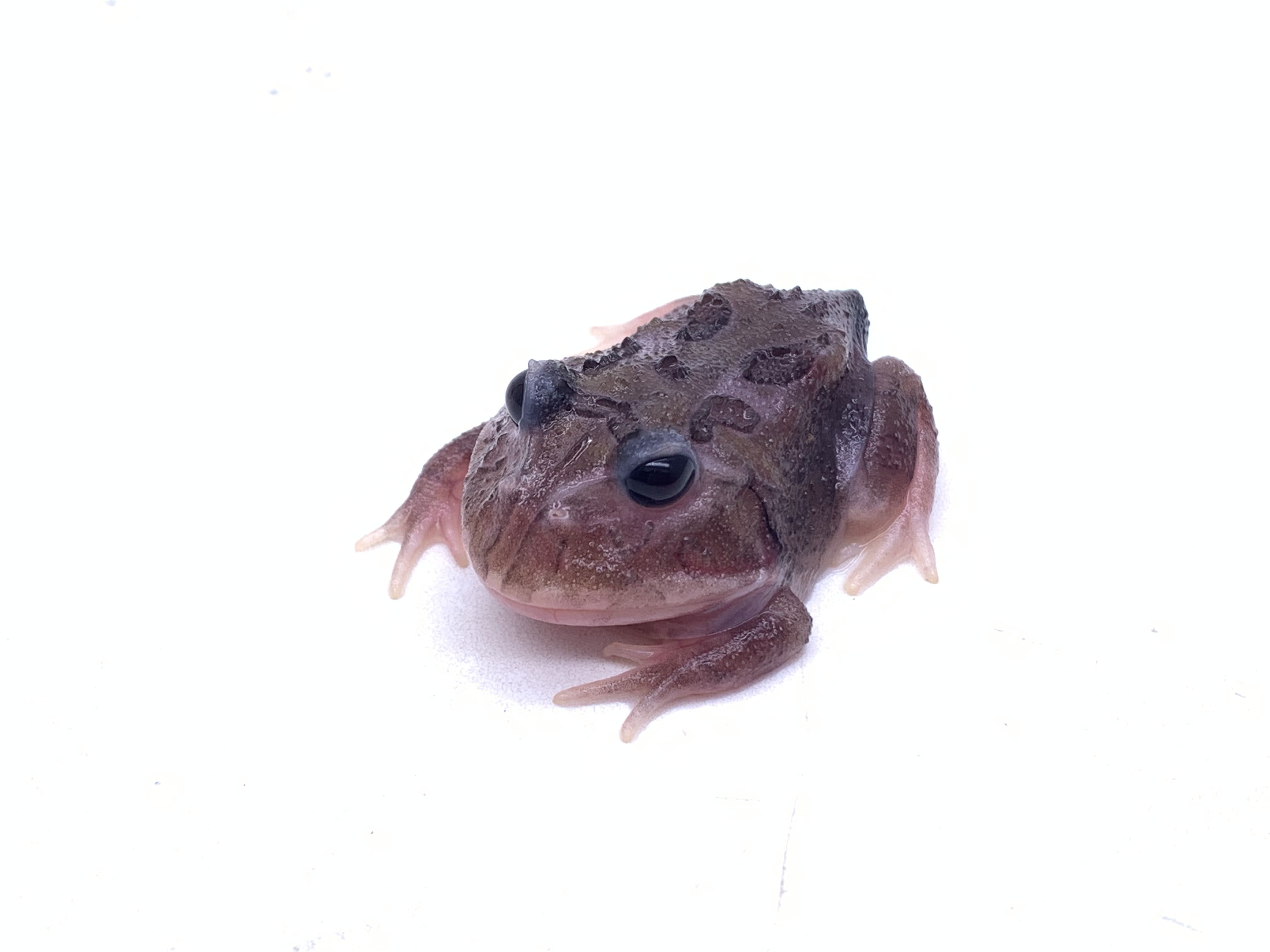 Frogs Exporter, Taiwan｜Full of Frogs Amphibians Farm