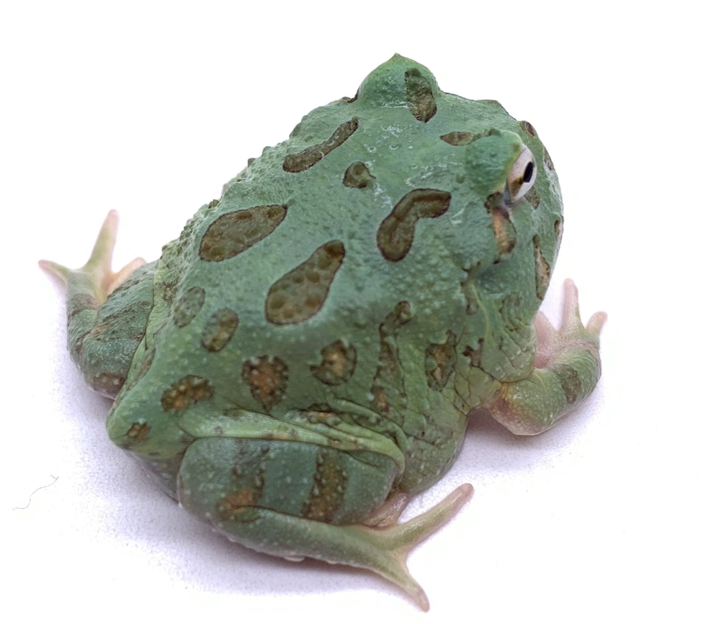 Frogs Exporter, Taiwan｜Full of Frogs Amphibians Farm