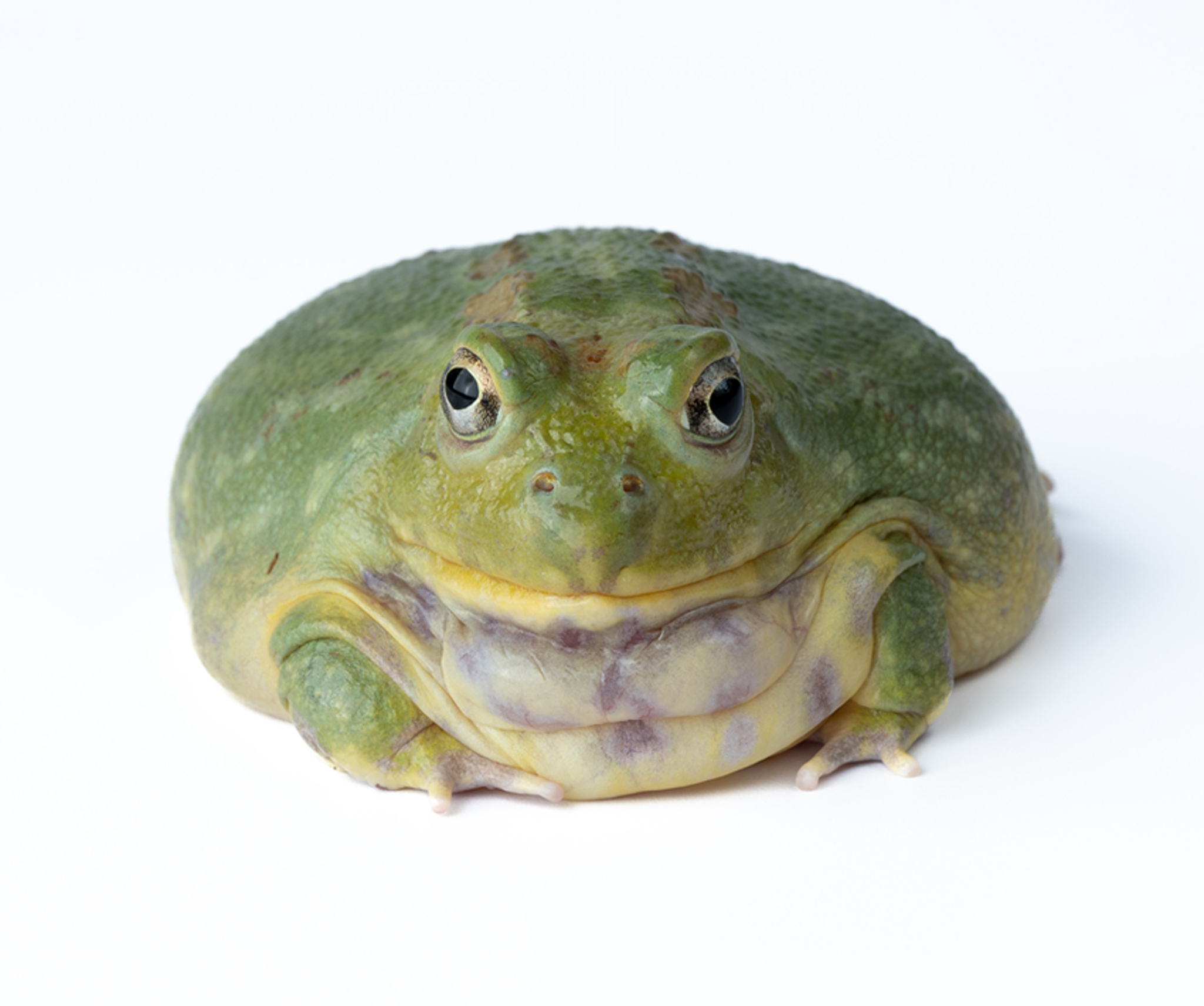 Frogs Exporter, Taiwan｜Full of Frogs Amphibians Farm