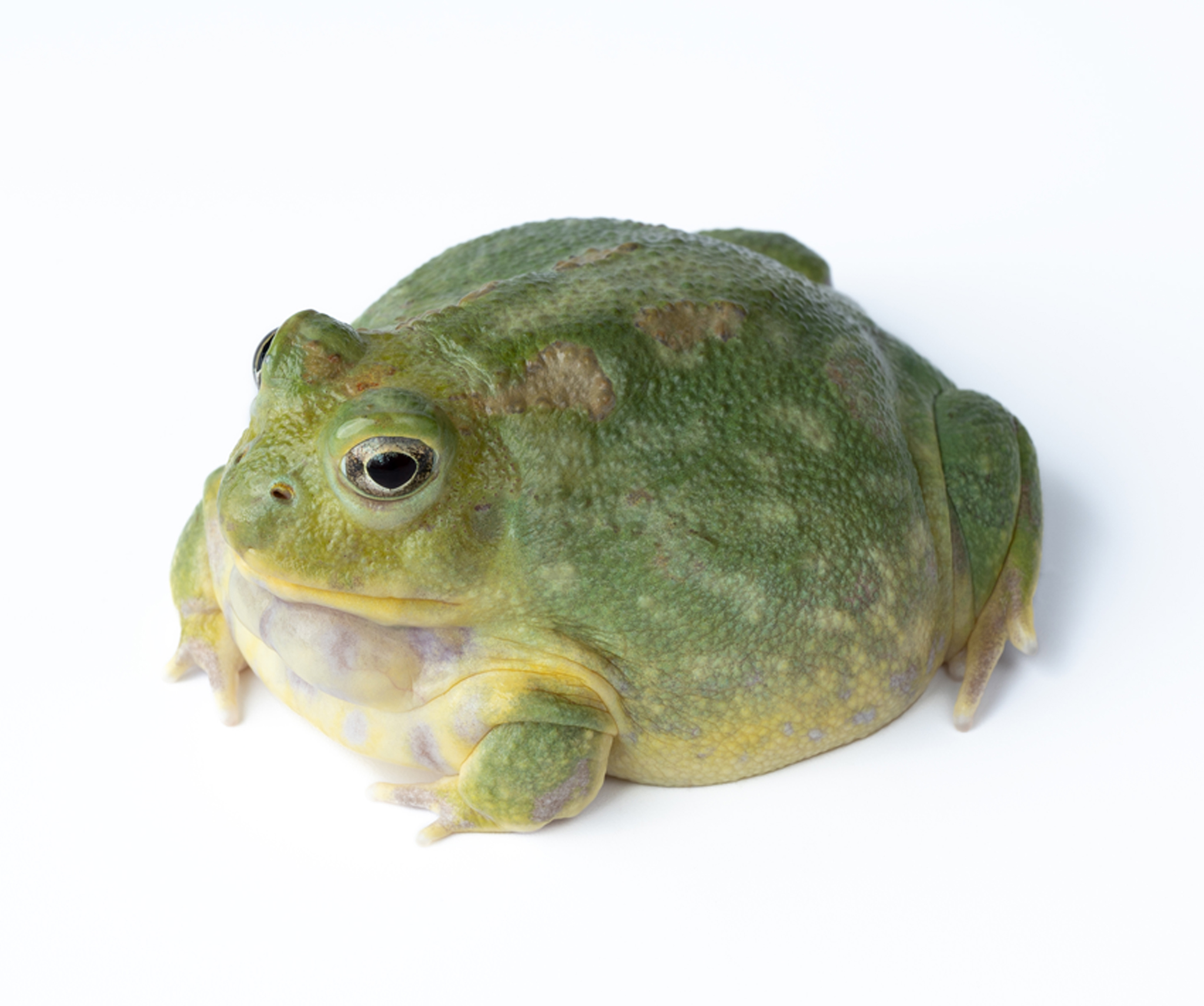 Frogs Exporter, Taiwan｜Full of Frogs Amphibians Farm