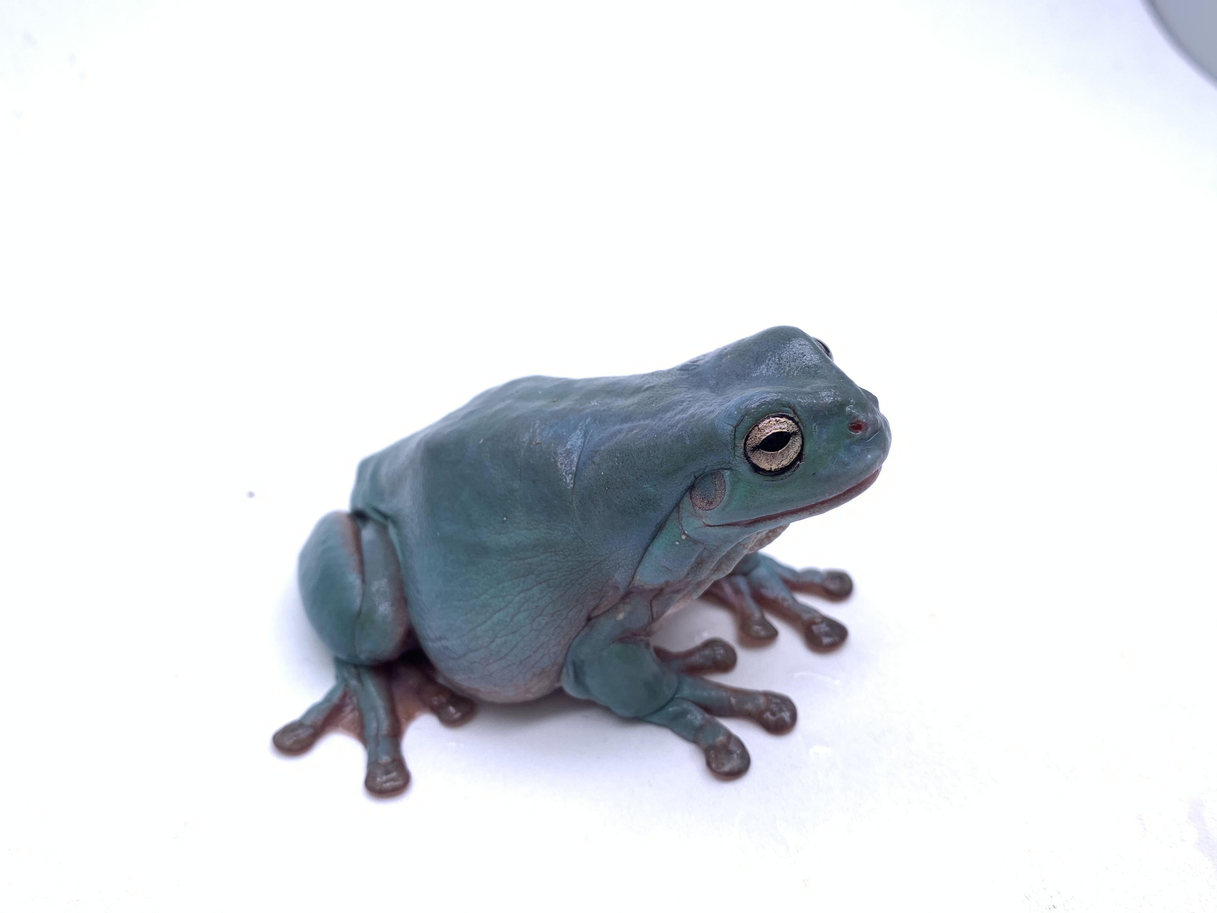 Frogs Exporter, Taiwan｜Full of Frogs Amphibians Farm