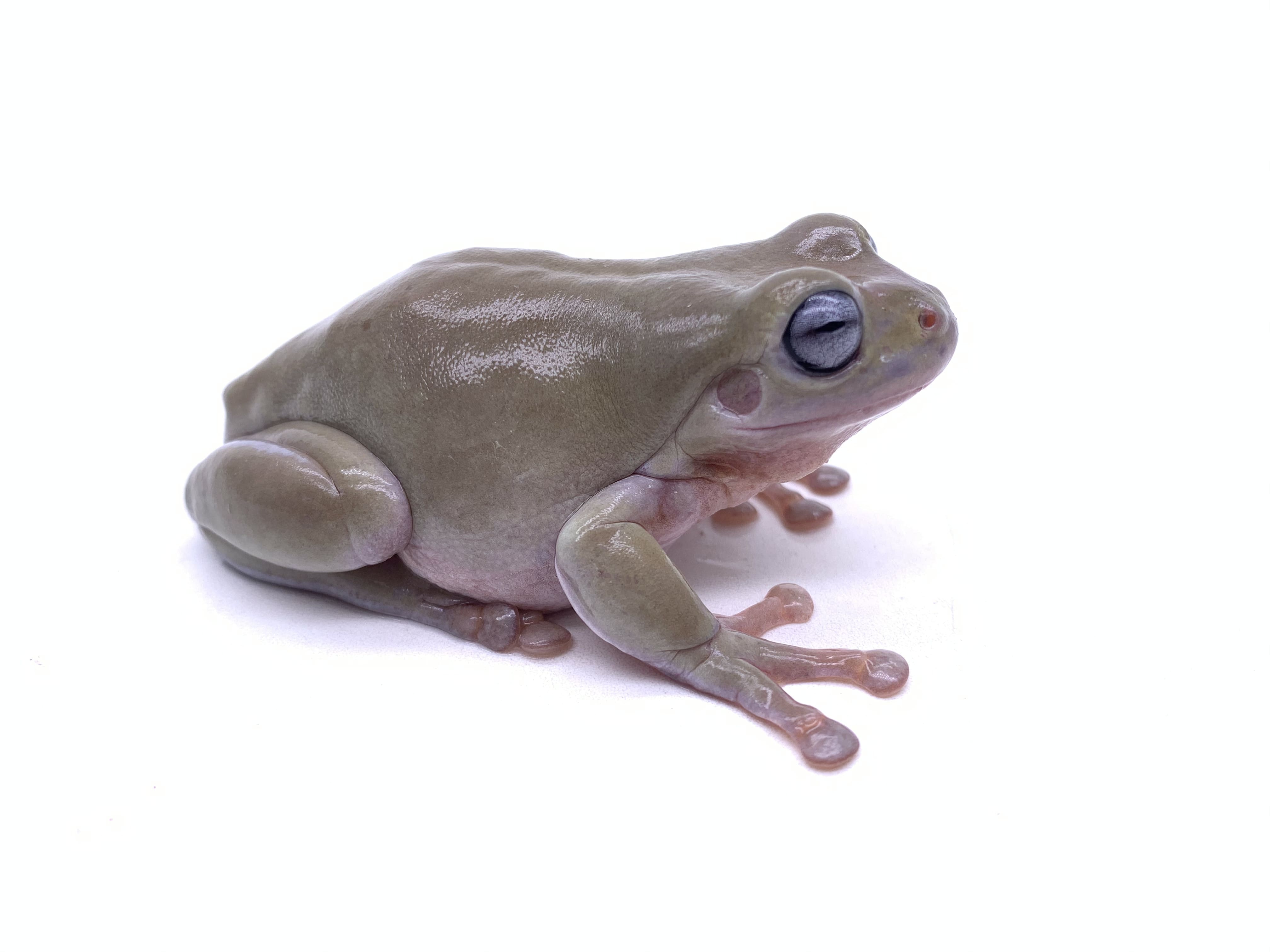 Frogs Exporter, Taiwan｜Full of Frogs Amphibians Farm